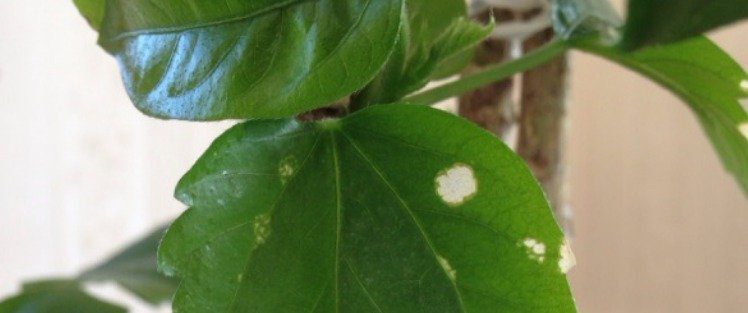 Hibiscus Leaves Turning White Causes And Cures PlantCarer
