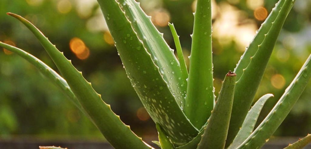 5+ Plants That Look Like Aloe Vera Succulents But Aren’t