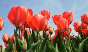 10 of the Most Beautiful Cup Shaped Flowers