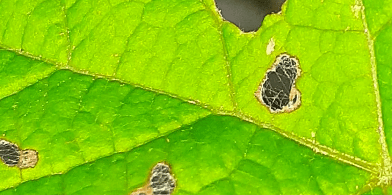 Holes in Grapevine Leaves: Reasons and Solutions
