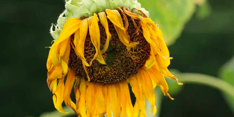 Why Are My Sunflower Petals Falling Off PlantCarer