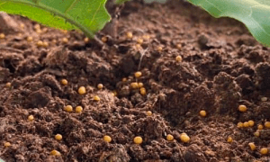 Yellow Balls in Soil: What Are They? | PlantCarer