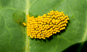 Yellow Balls in Soil: What Are They? | PlantCarer